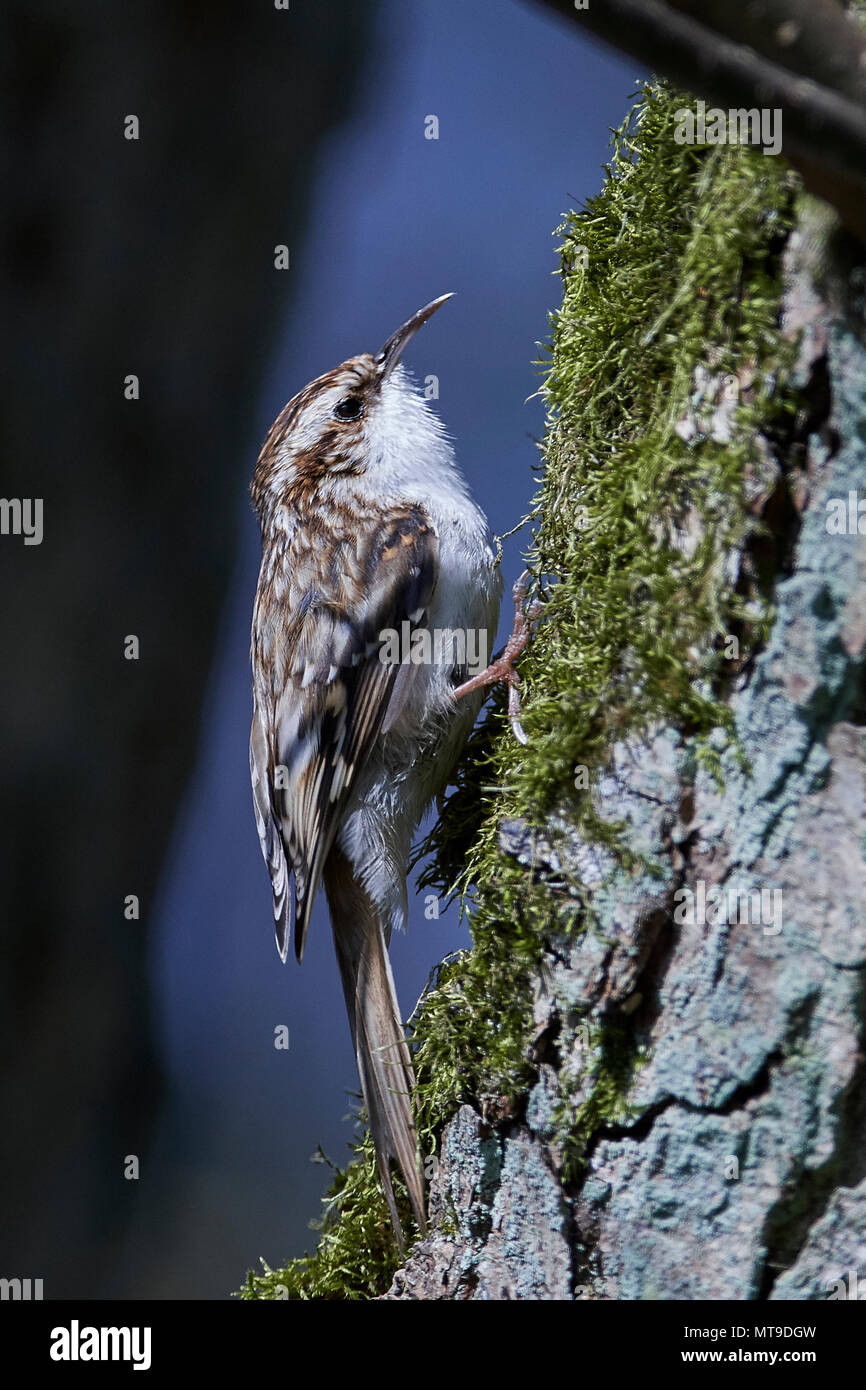 Eurasian treecreeper in its natural habitat in Denmark Stock Photo - Alamy