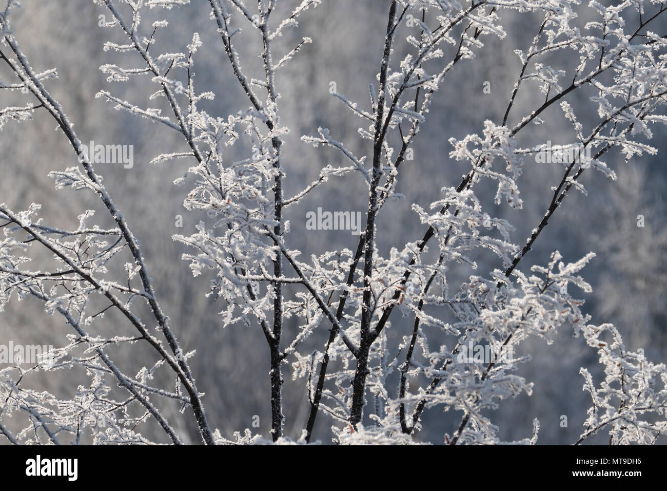 Branches of tree covered with frost Stock Photo - Alamy