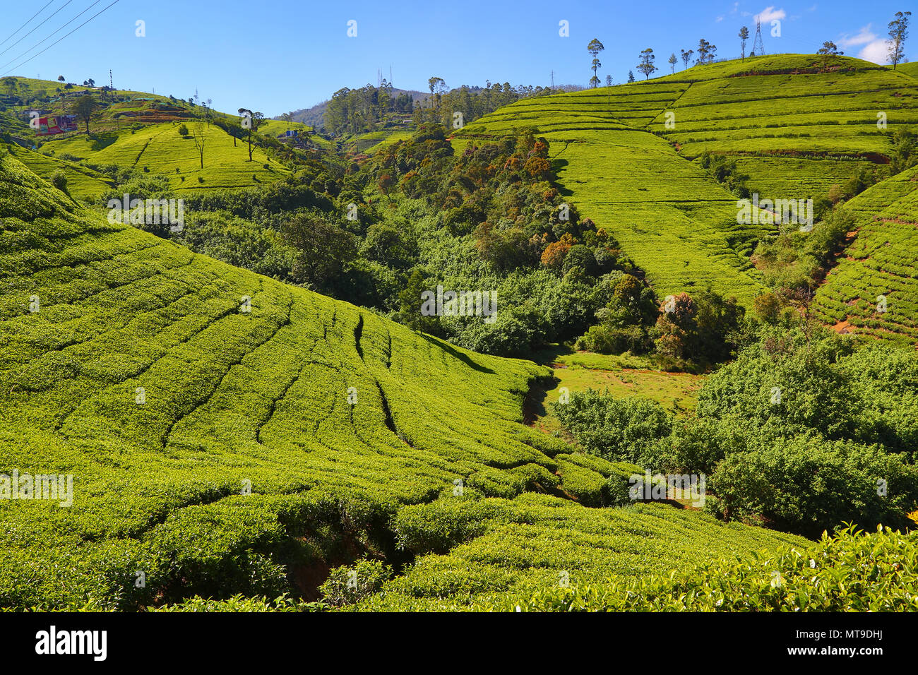 tea plantation landscape in Sri Lanka Stock Photo - Alamy