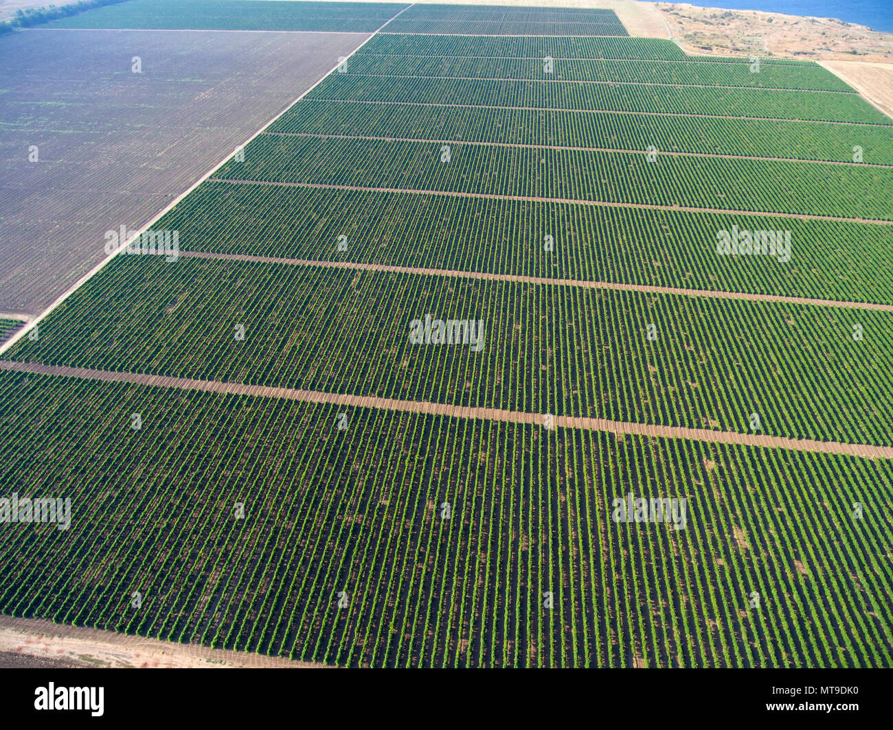 Aerial top view on extensive vineyards Stock Photo - Alamy