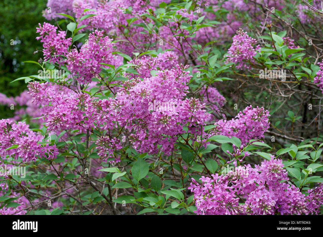 Chinese lilac syringa chinensis hi-res stock photography and images - Alamy