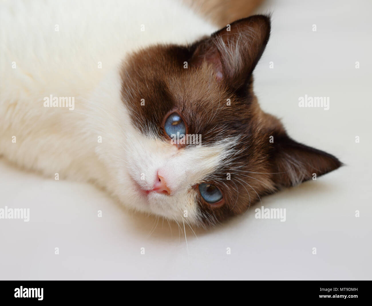 Snowshoe cat hi-res stock photography and images - Alamy