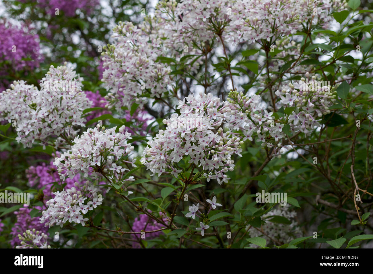 Chinese lilac syringa chinensis hi-res stock photography and images - Alamy