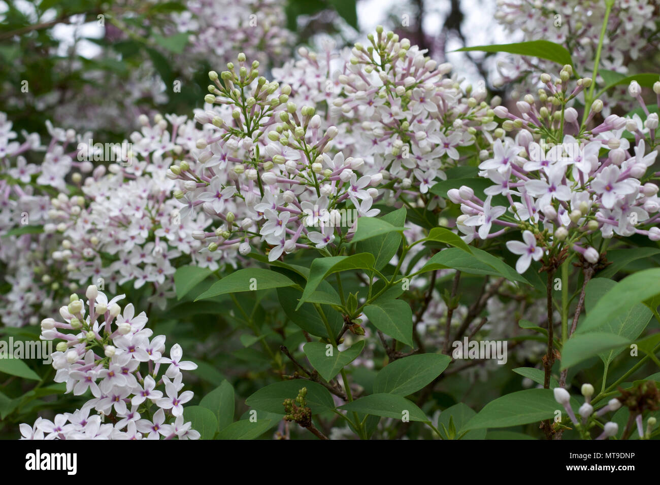 Chinese lilac syringa chinensis hi-res stock photography and images - Alamy