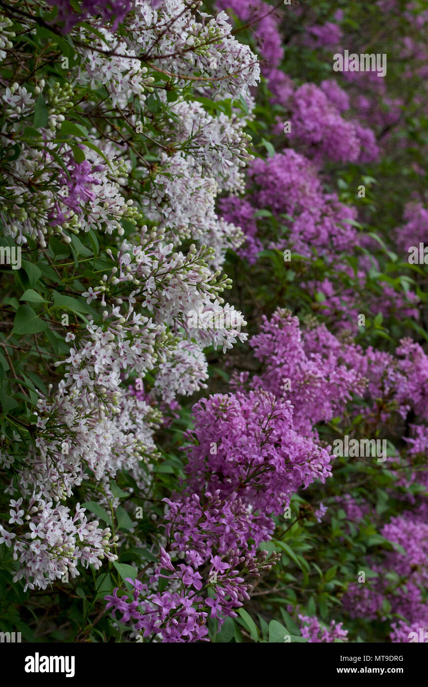Chinese lilac syringa chinensis hi-res stock photography and images - Alamy