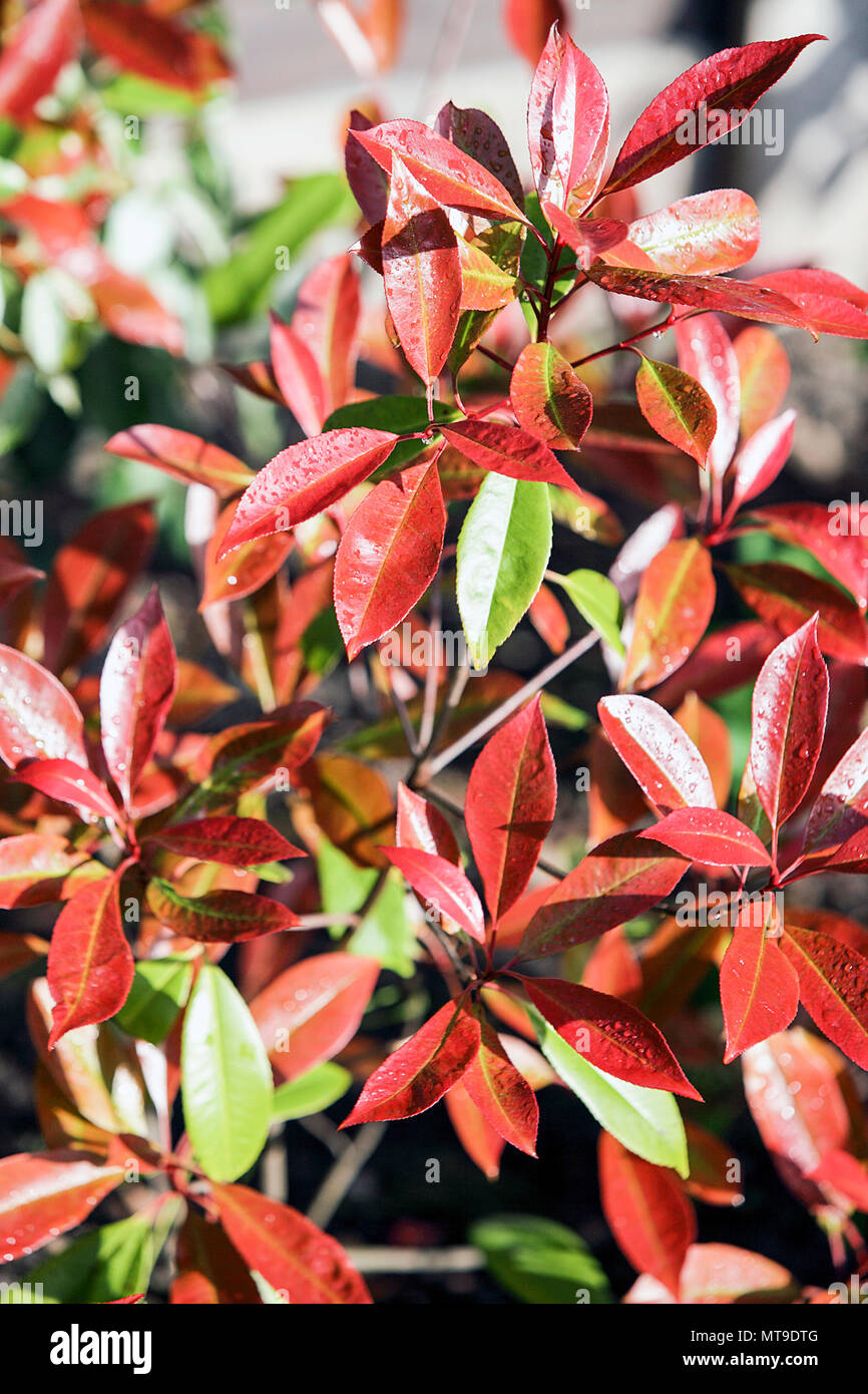 Photinia red robin hi-res stock photography and images - Alamy