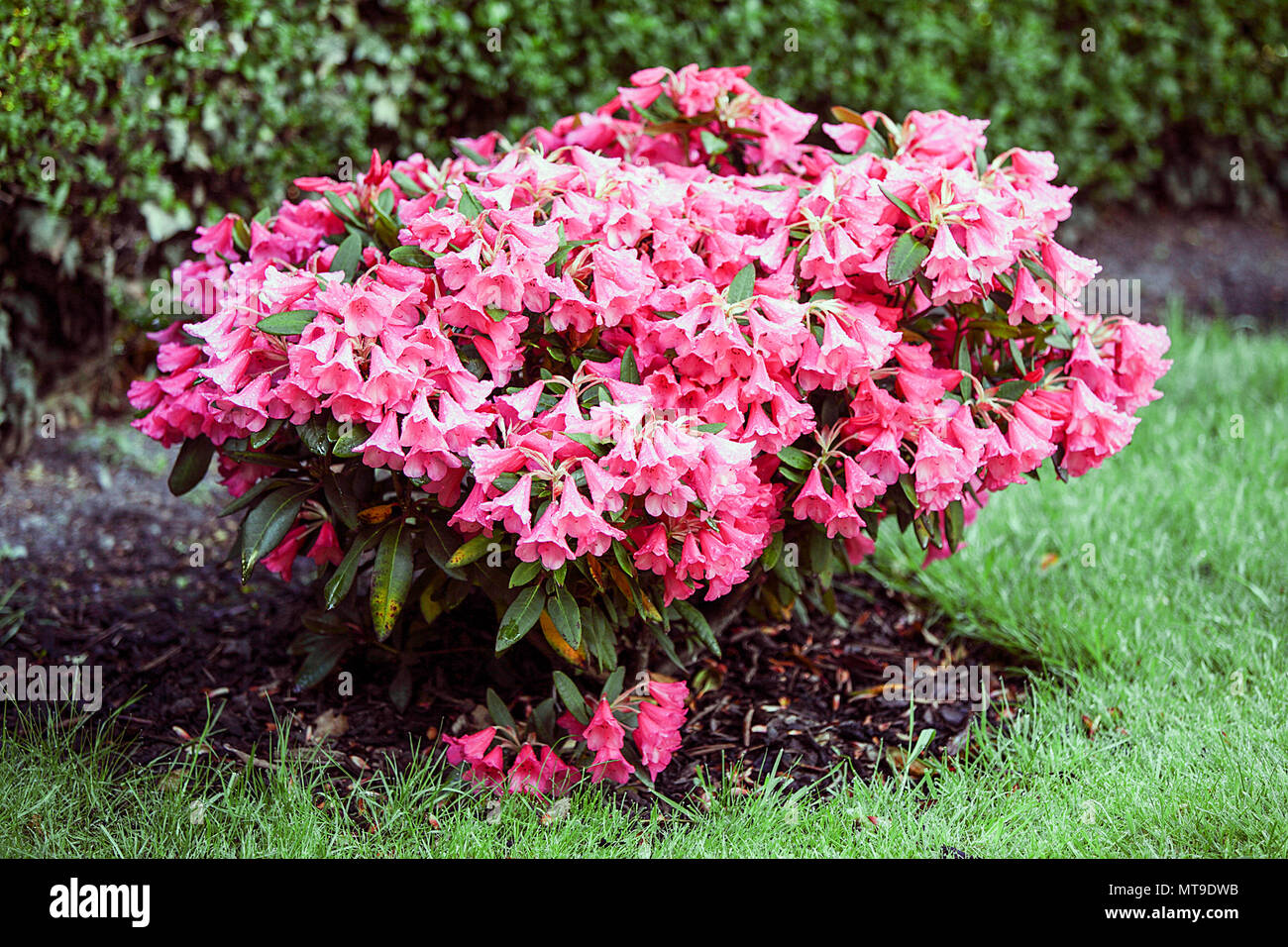 Rhododendron Yaku Princess 3D Warehouse, 51% OFF