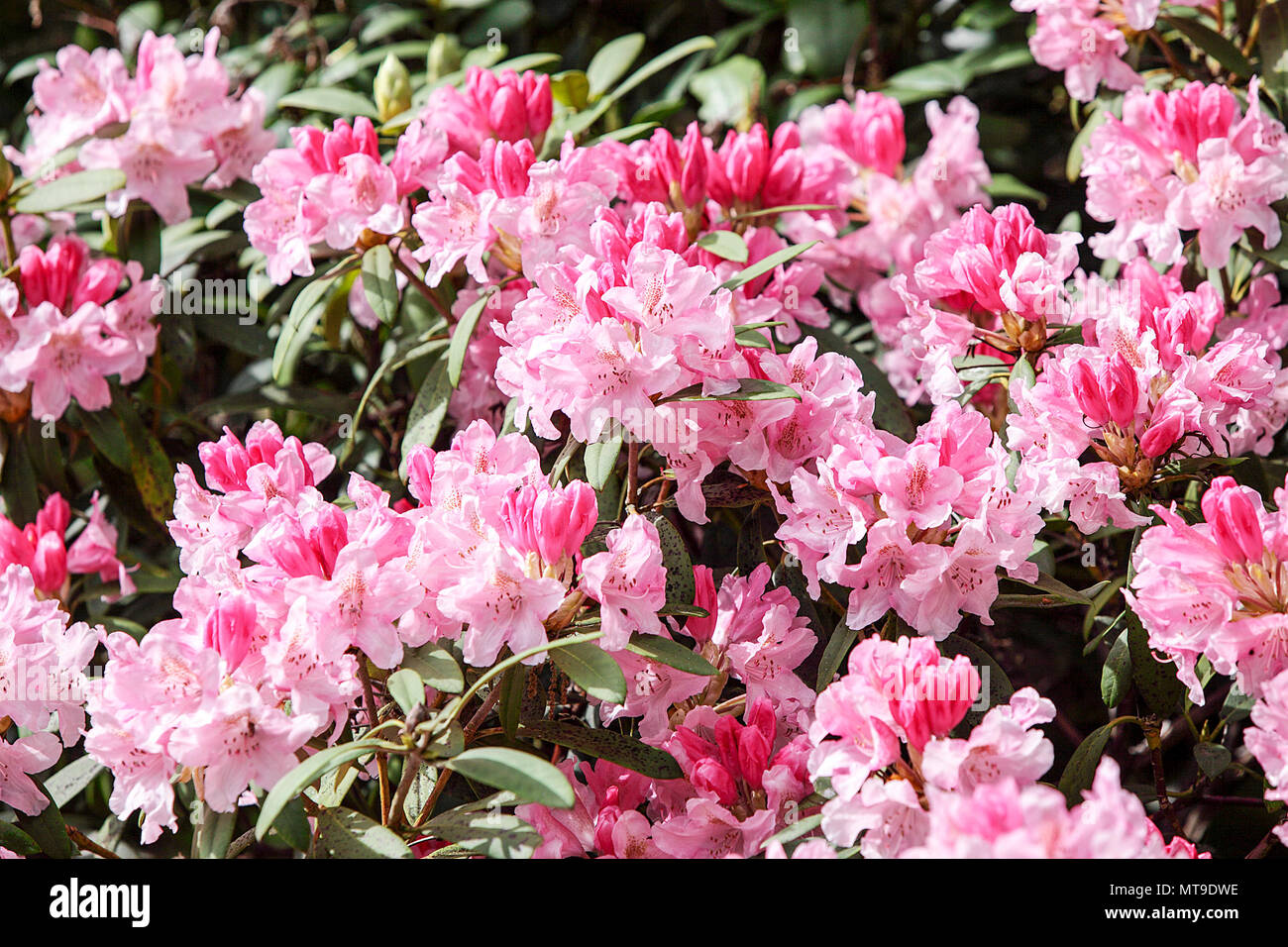 Virant Colours High Resolution Stock Photography and Images - Alamy