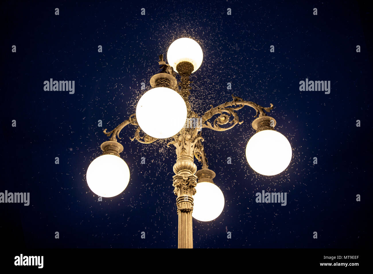 Street lamp and insects hi-res stock photography and images - Alamy