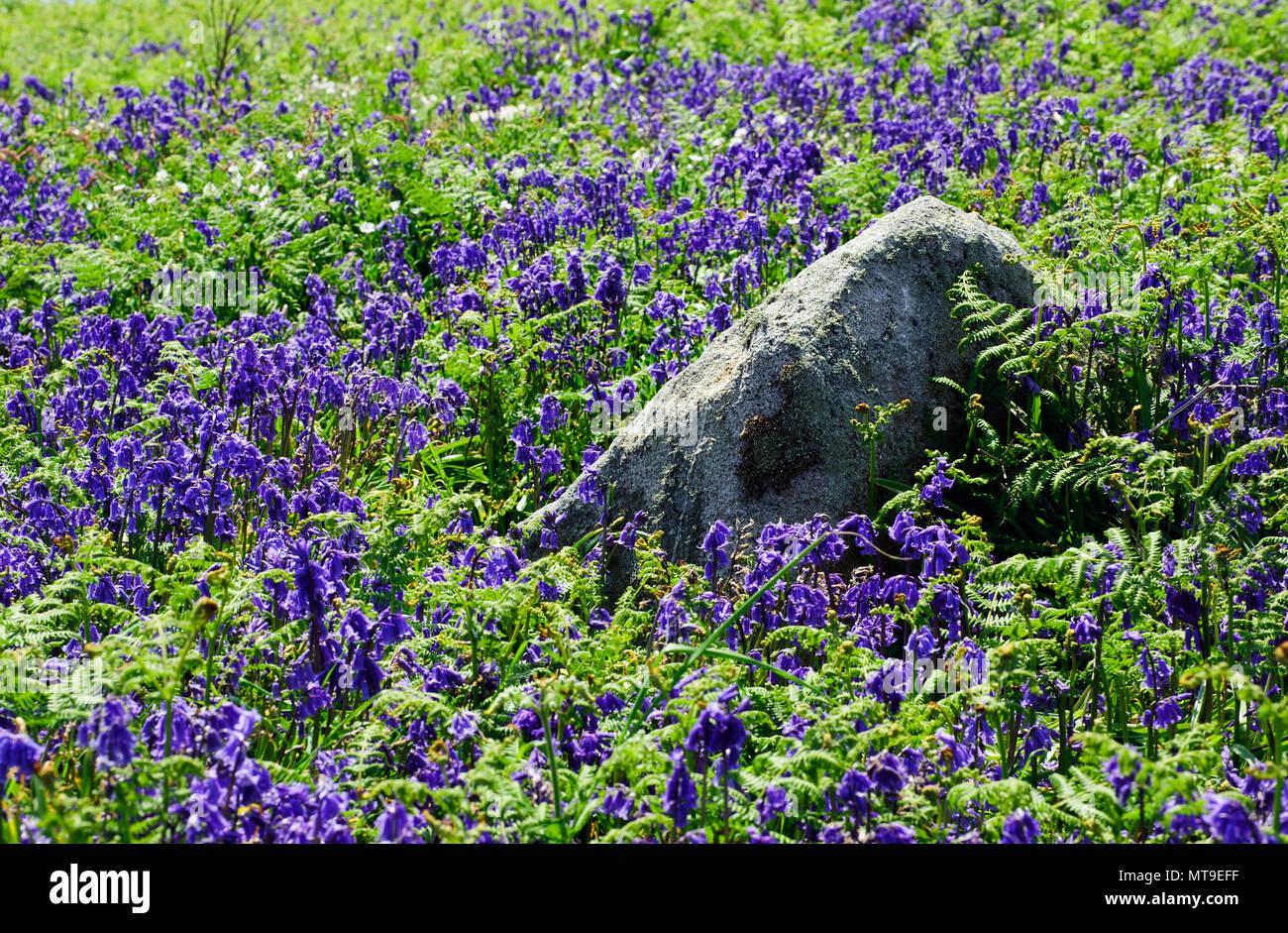 Wild blue bell flower blossom on a summer time Stock Photo - Alamy