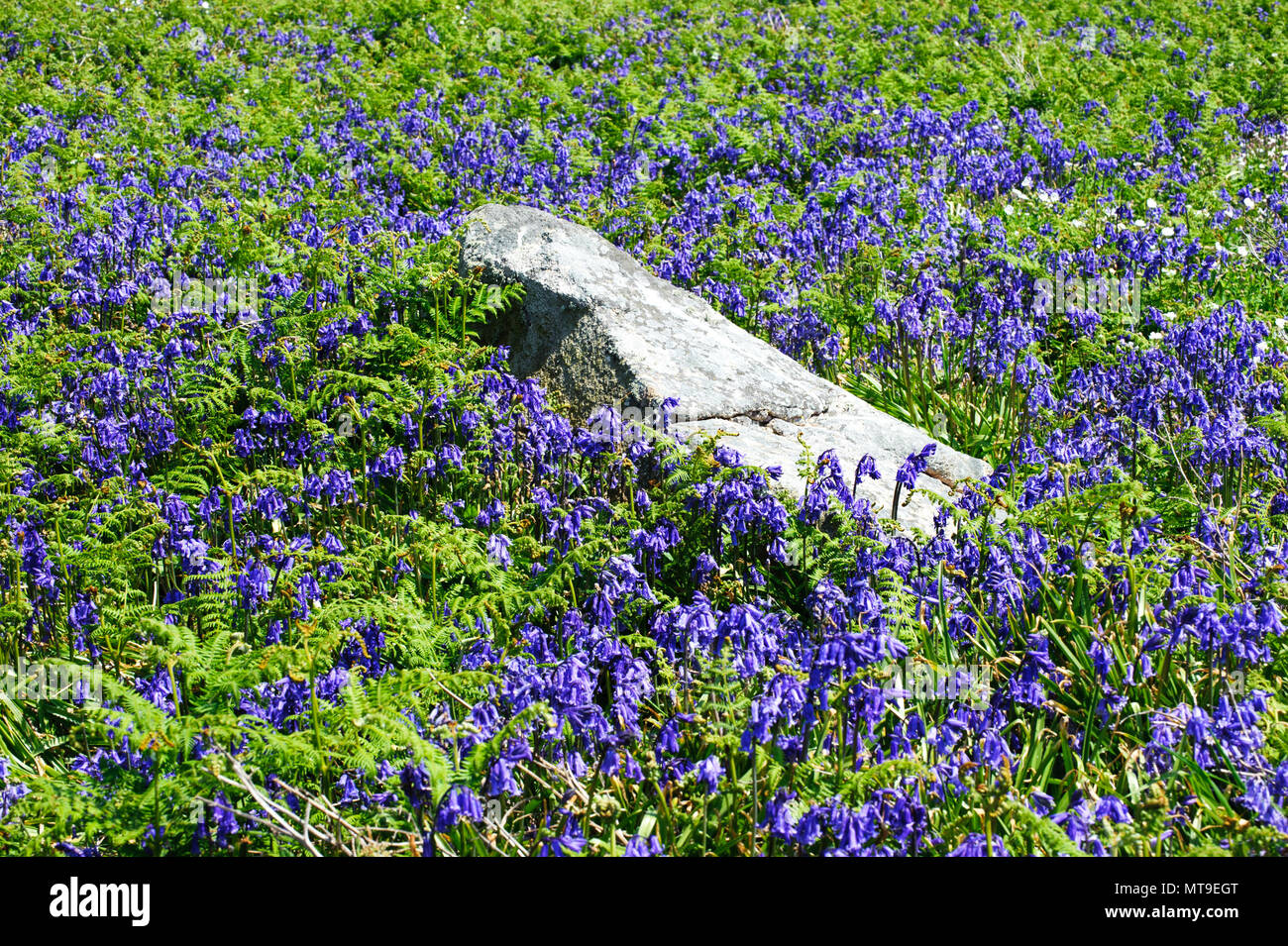 Summer scenic flowers hi-res stock photography and images - Alamy