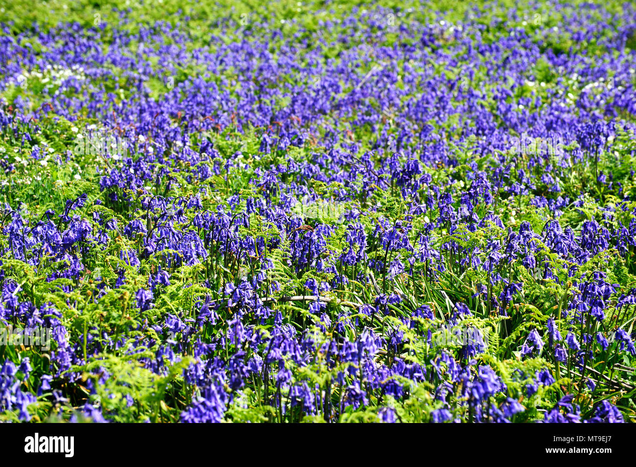 The blue bell hi-res stock photography and images - Alamy