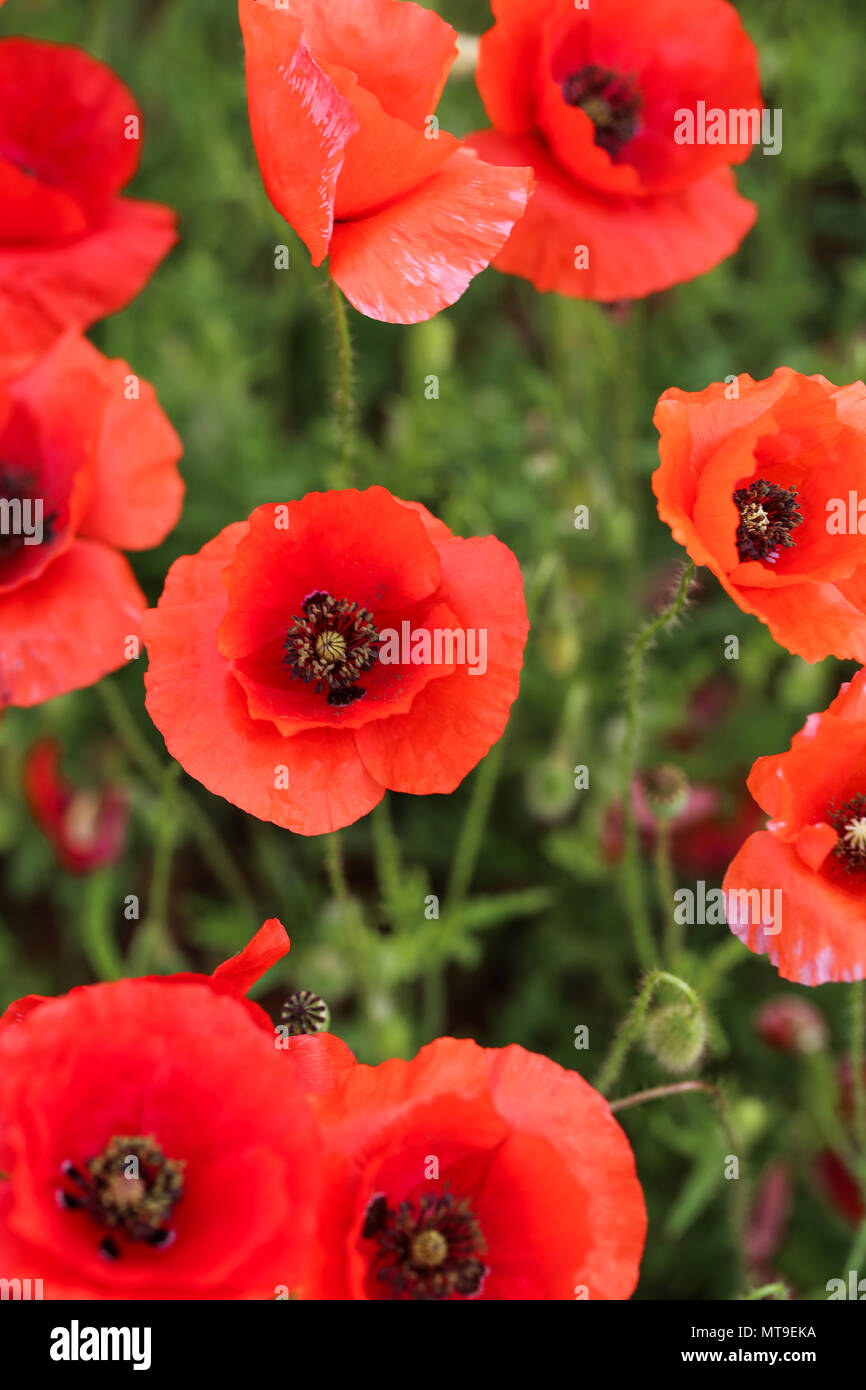 Poppy Flower Stock Photos & Poppy Flower Stock Images - Alamy