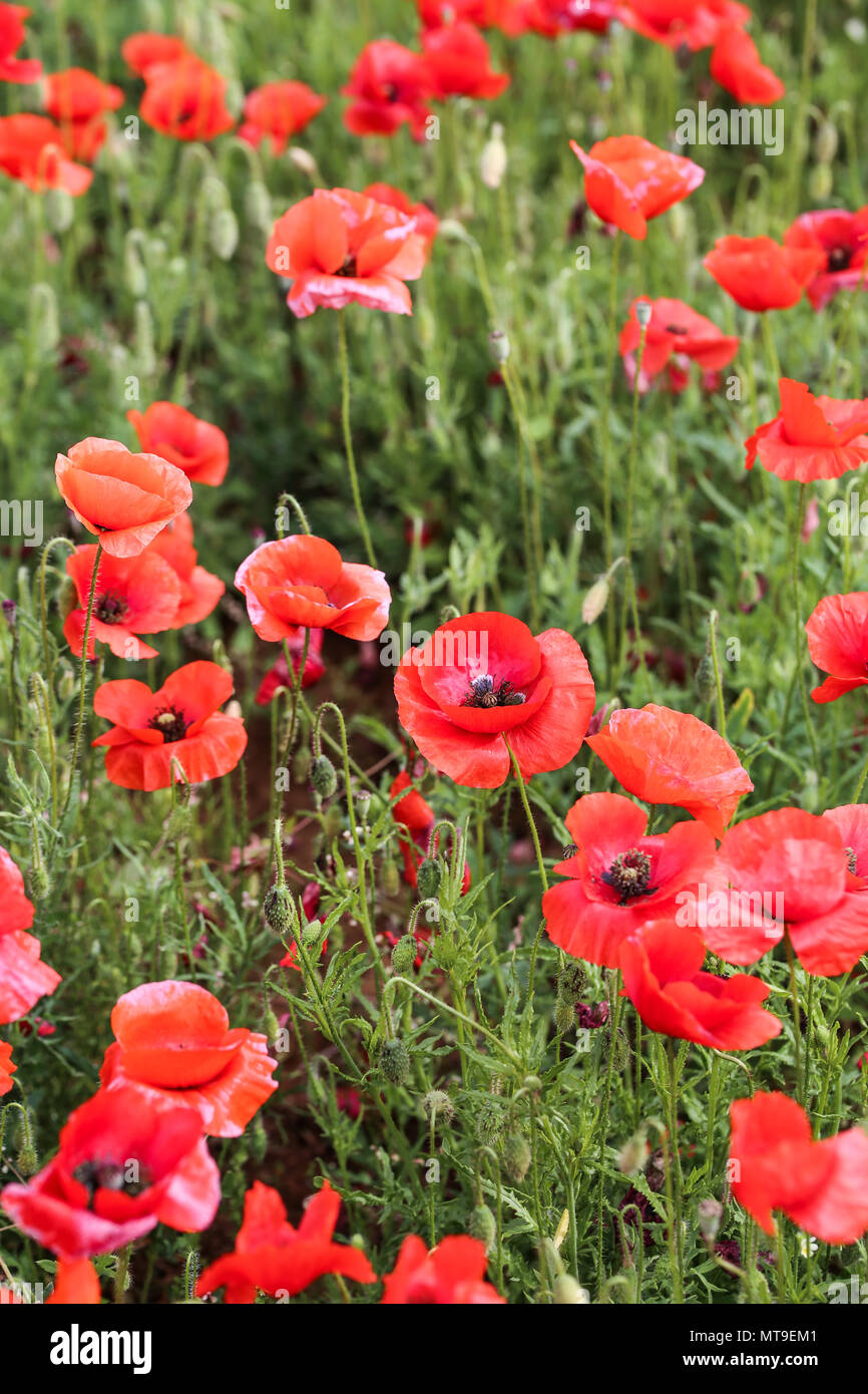 Poppy Flower Stock Photos & Poppy Flower Stock Images - Alamy