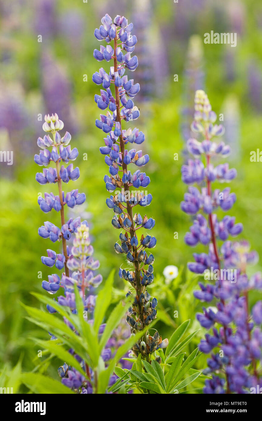 Lupine field with pink purple and blue flowers. Bunch of lupines summer ...