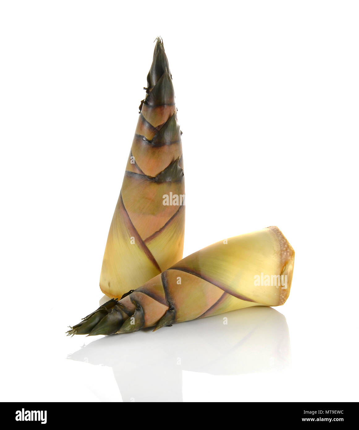 bamboo shoot isolated on white background Stock Photo - Alamy