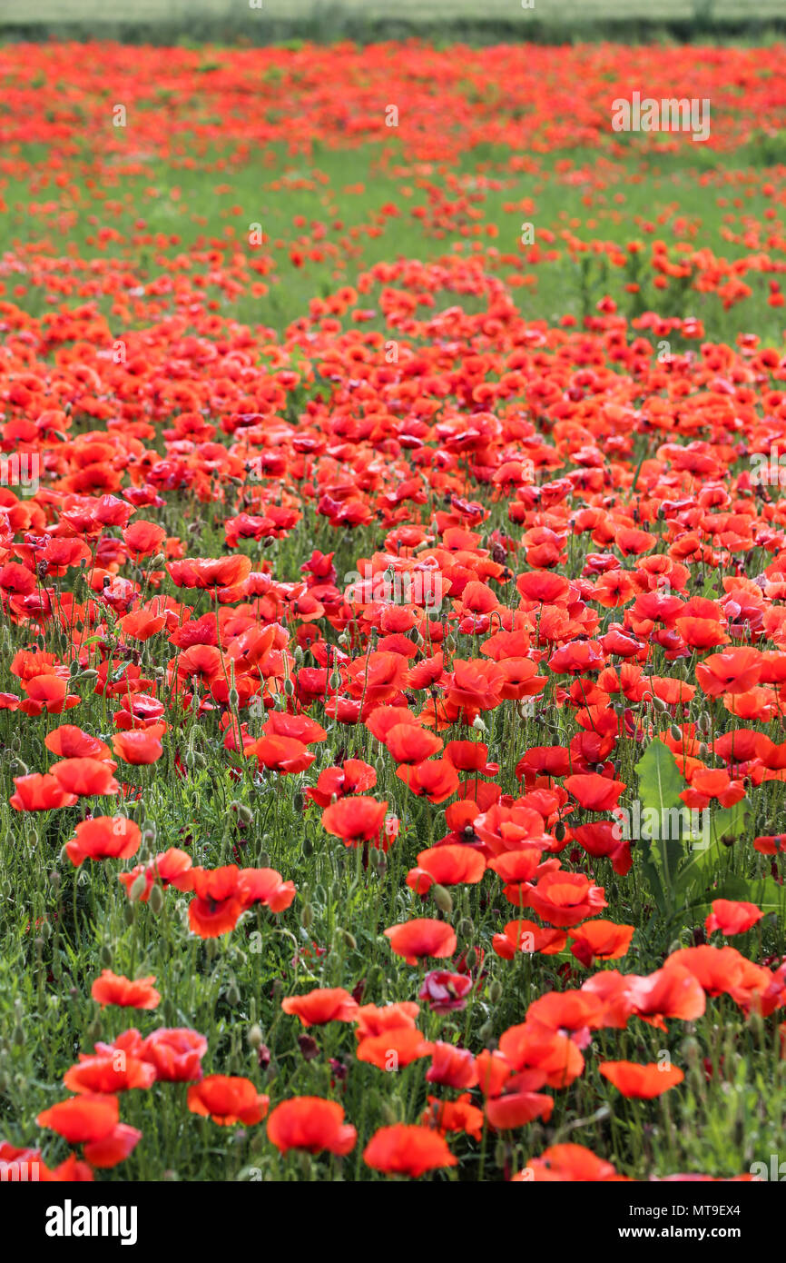 Poppy flower field Stock Photo - Alamy