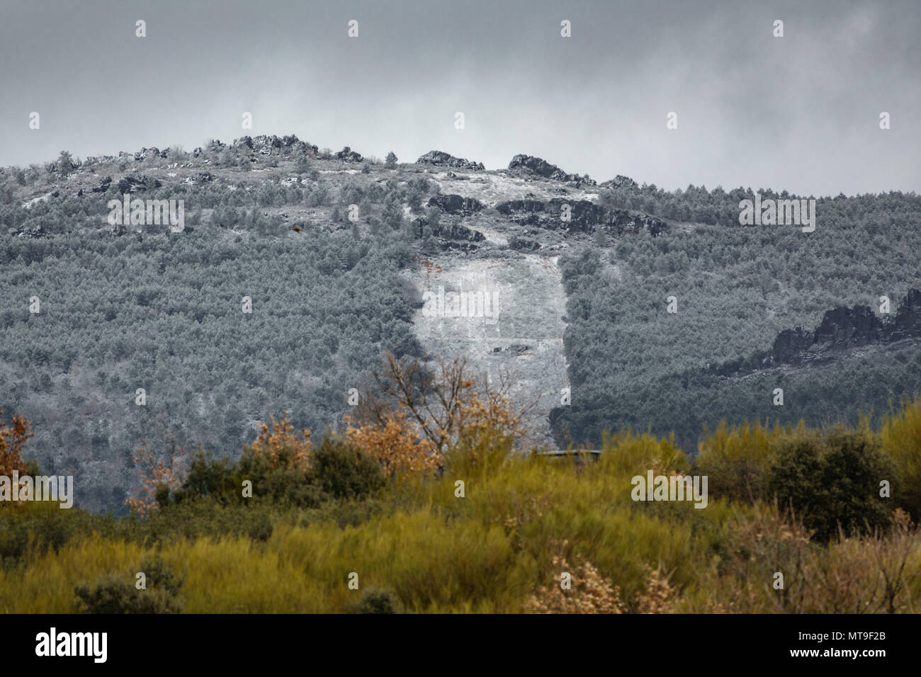 Firebreak forest hi-res stock photography and images - Alamy