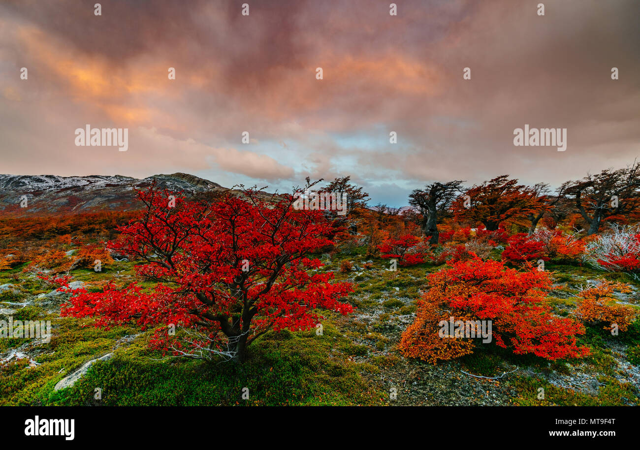 Landscape with autumn trees, cloudy sky and the snow on the mountains ...