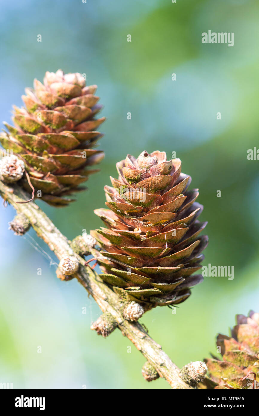 cone on branch Stock Photo - Alamy