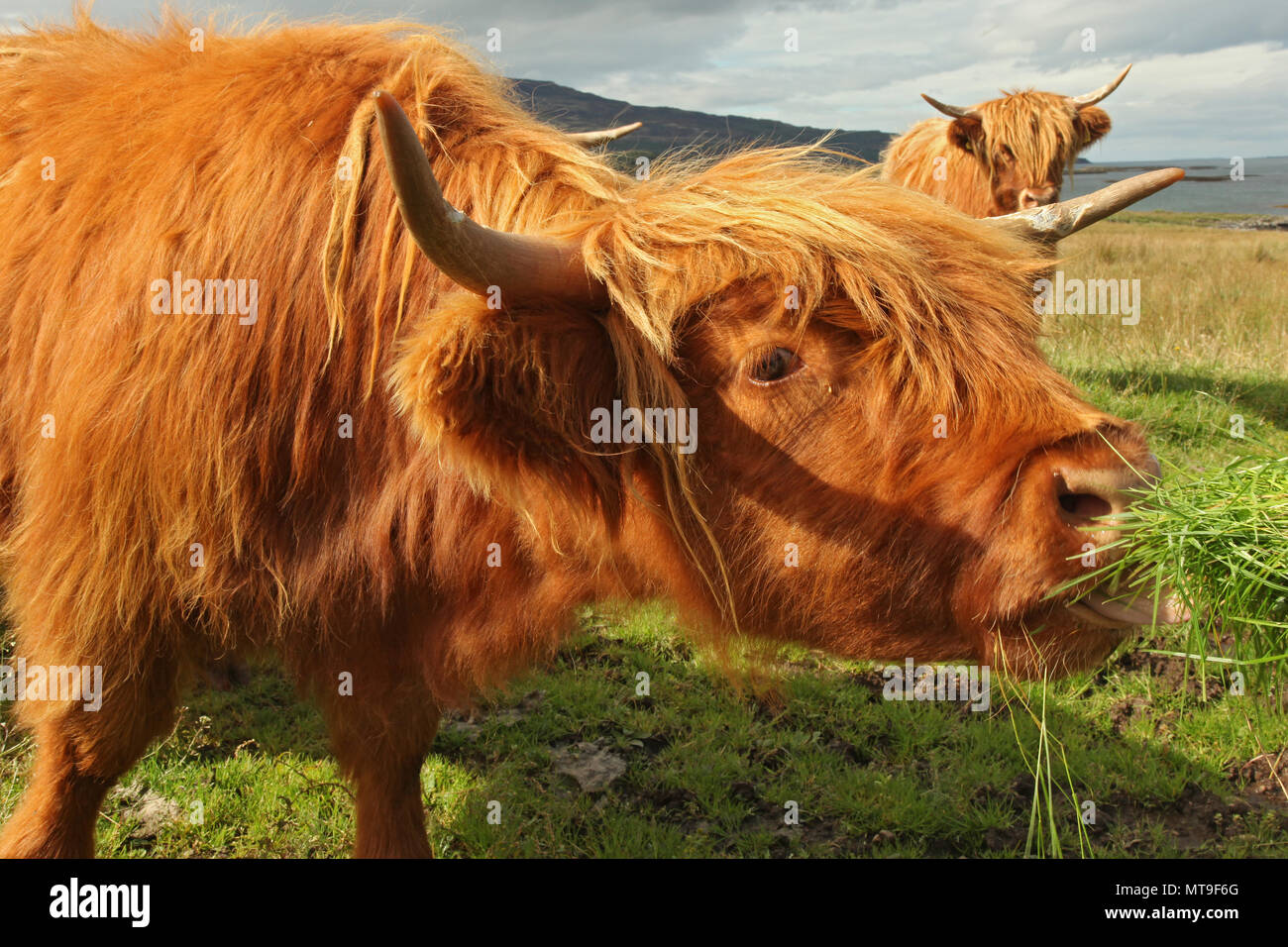 Red devon cow horns hi-res stock photography and images - Alamy