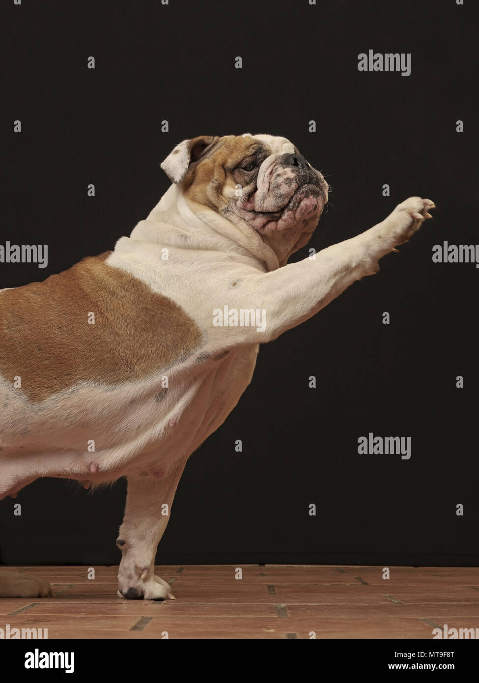 English Bulldog. Adult bitch lifting a front leg, seen against a black ...