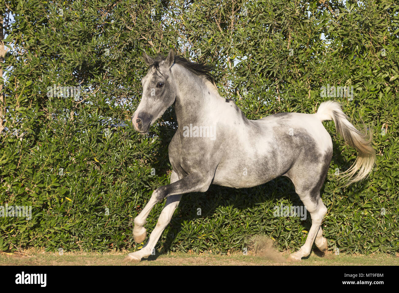 Pintarabian hi-res stock photography and images - Alamy