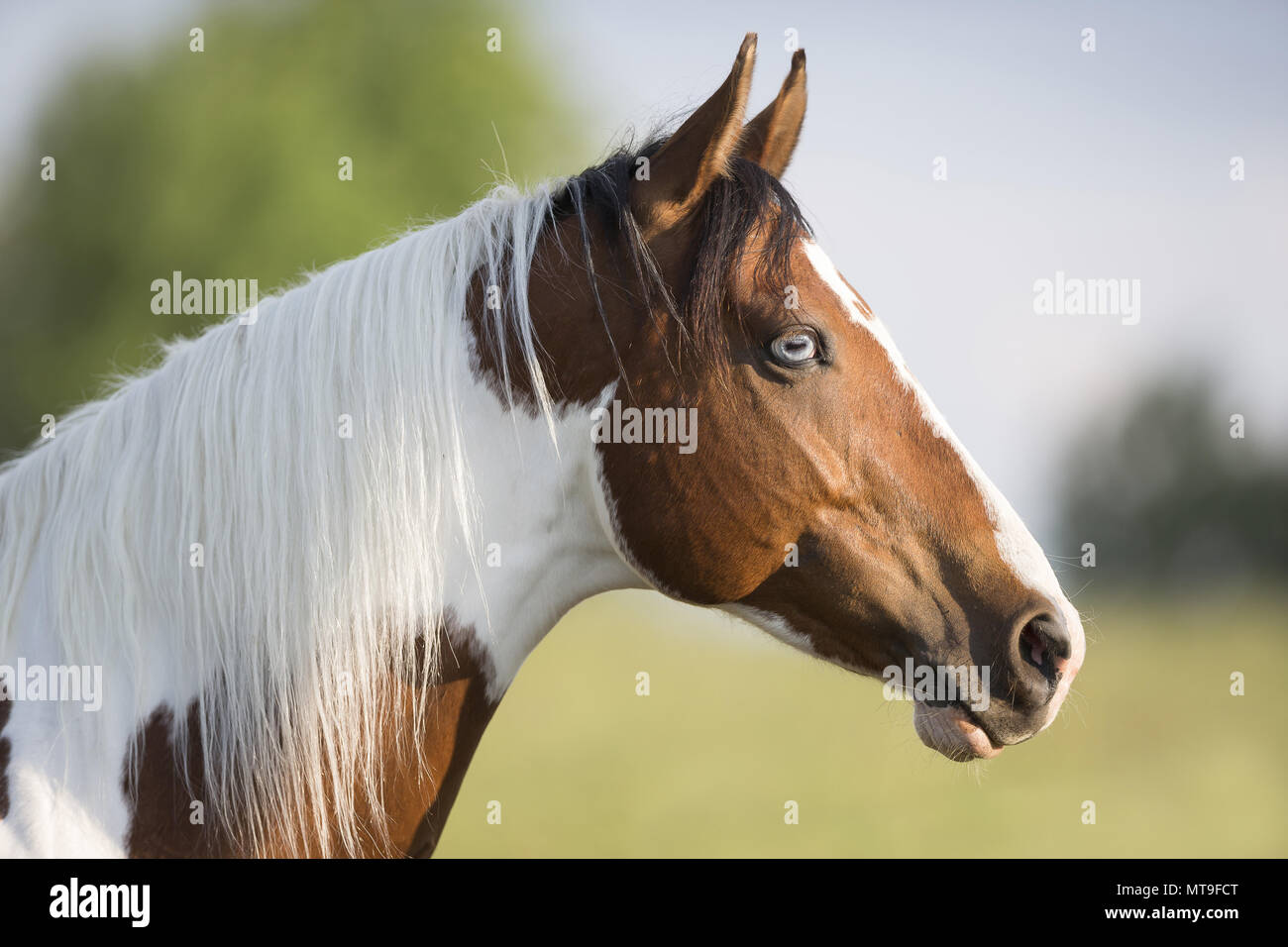 American Paint Horse. Portrait of adult mare. Austria Stock Photo - Alamy