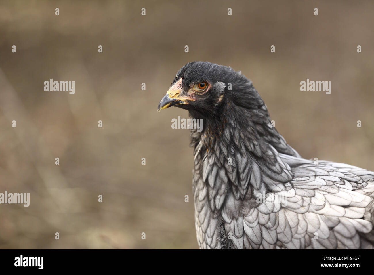 Domestic Chicken, breed: Partridge Brahma. Portrait of a hen. Germany ...