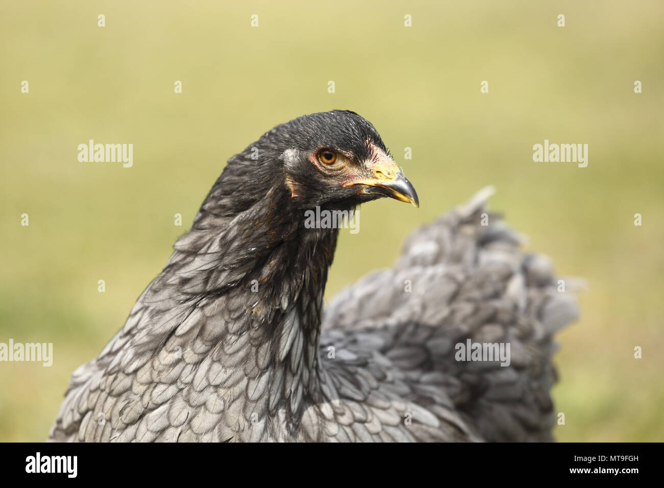 Brahma chicken hen poultry hi-res stock photography and images - Alamy