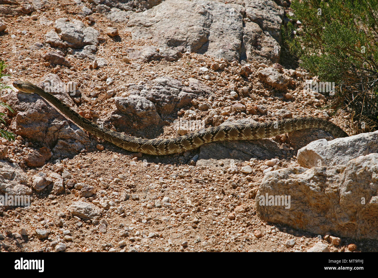 Northern pacific rattlesnake (Crotalus molossus) in Arizona - USA Stock ...