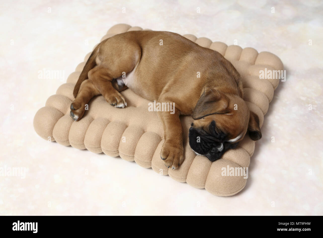 German Boxer. Puppy (7 weeks old) sleeping on a cookie-shaped cushion ...
