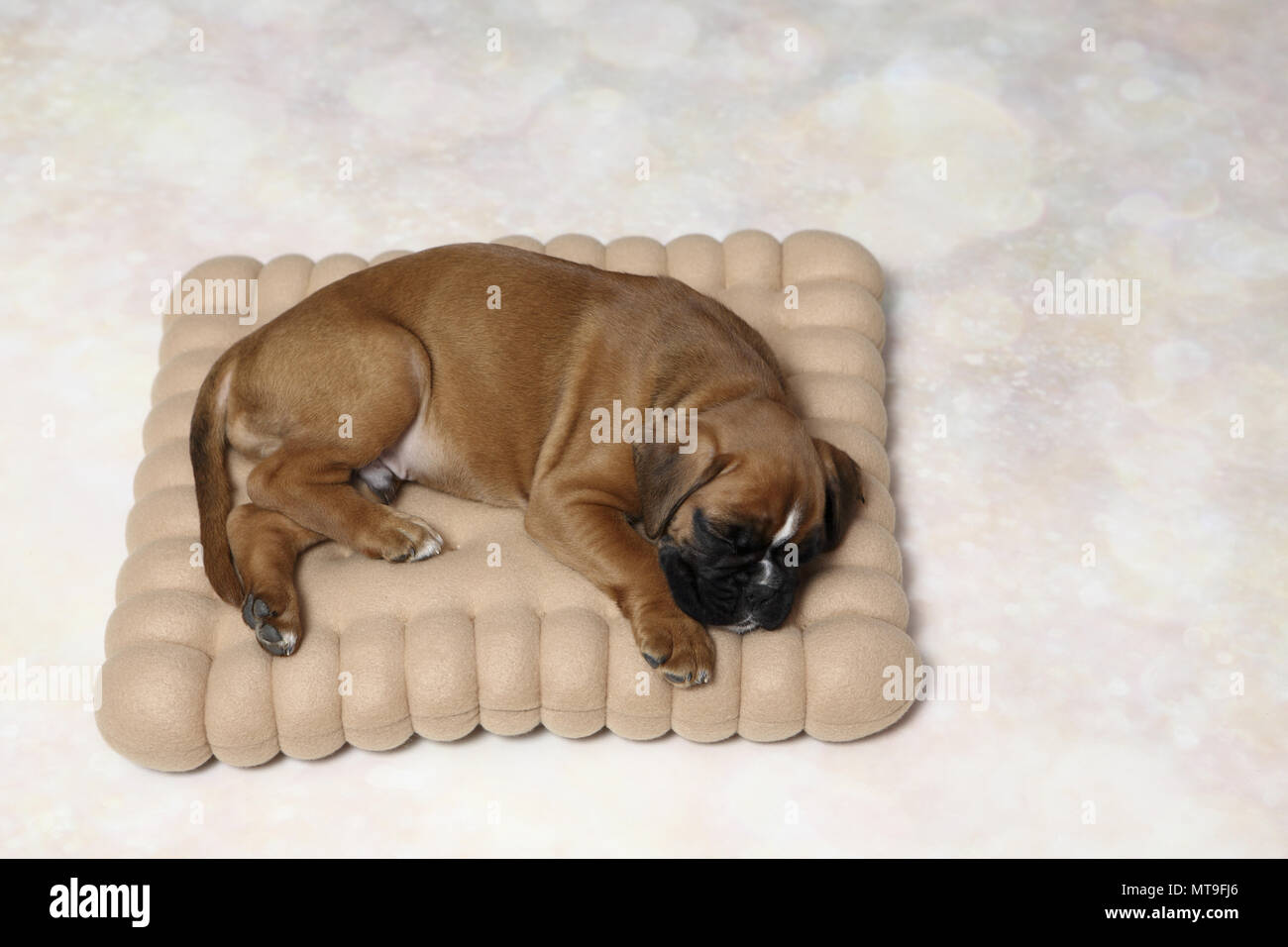 German Boxer. Puppy (7 weeks old) sleeping on a cookie-shaped cushion ...