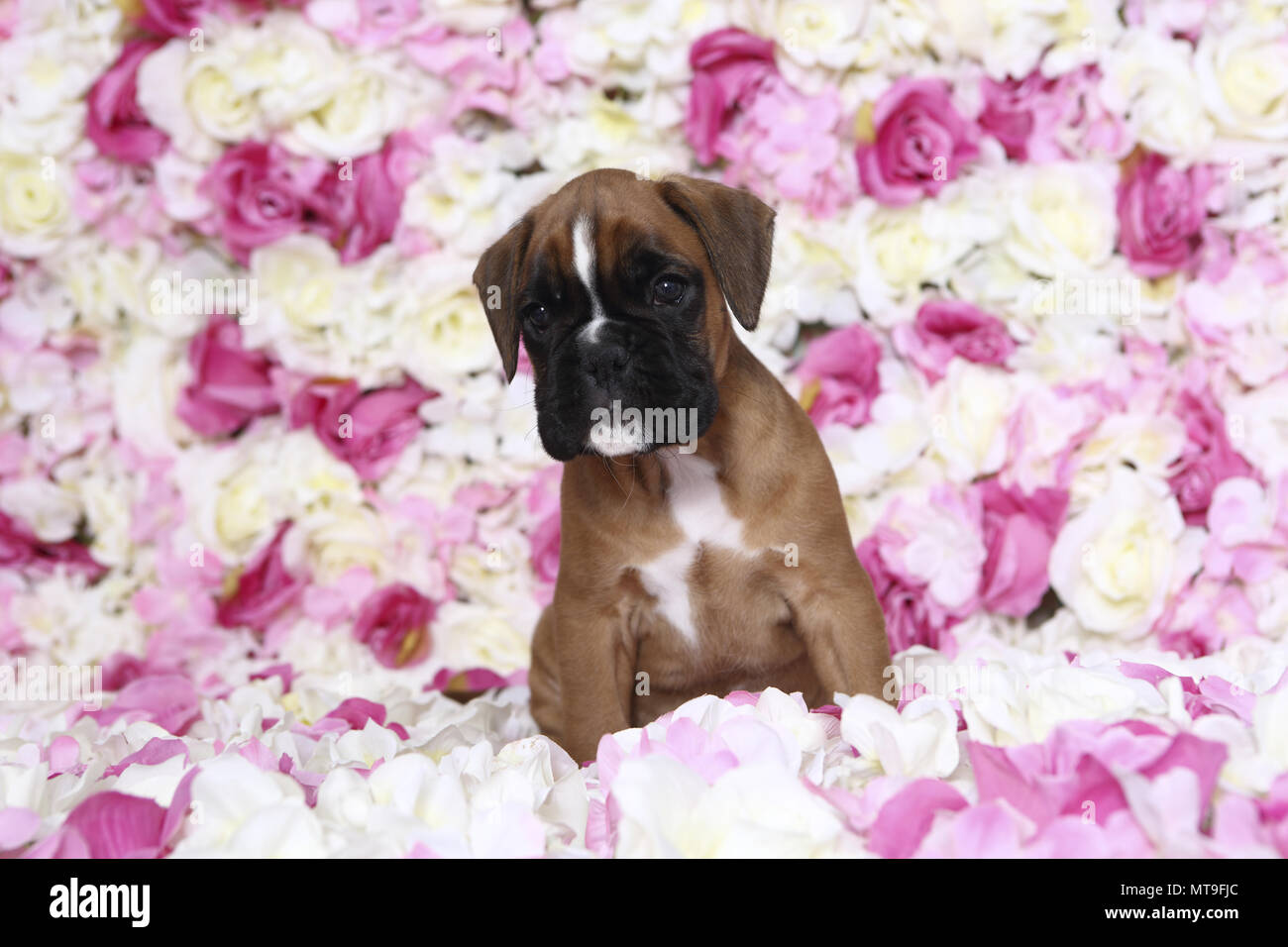 German Boxer. Puppy (7 weeks old) sitting among rose flowers. Studio ...