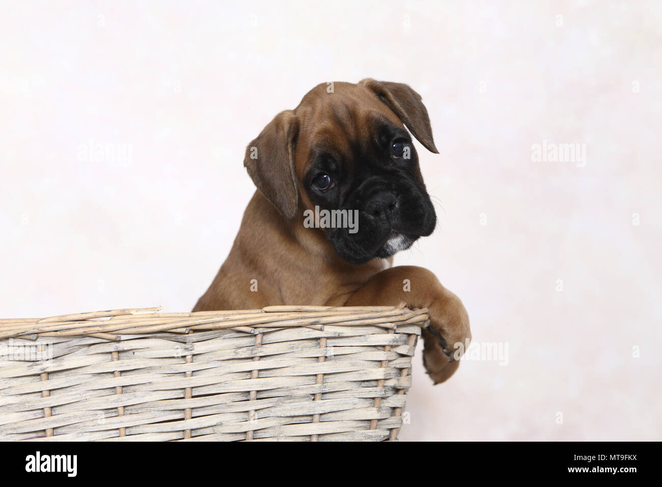 German Boxer. Puppy (7 weeks old) in a basket. Studio picture. Germany ...