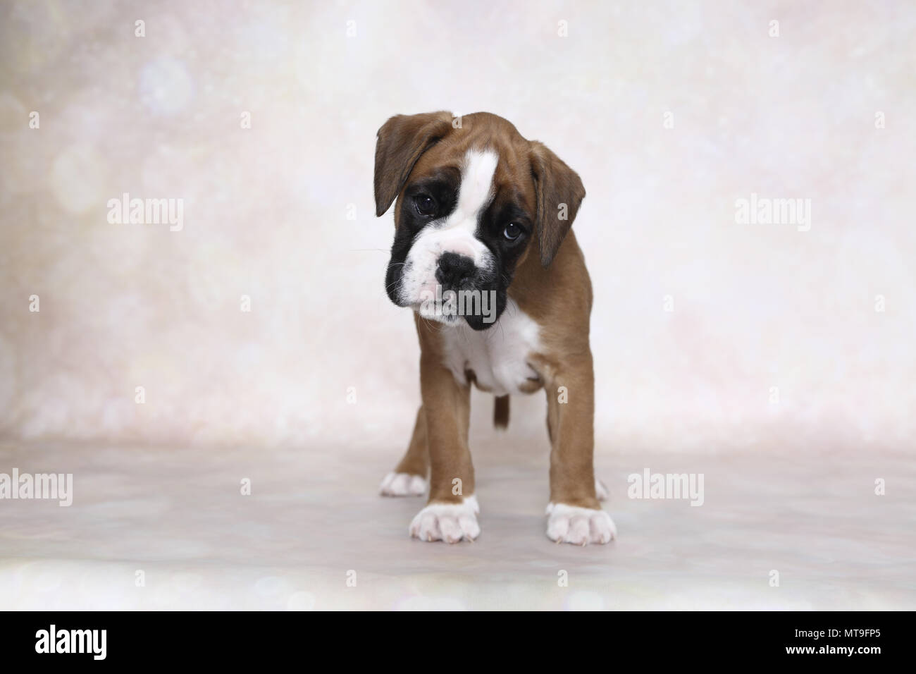 German Boxer. Puppy (7 weeks old) standing. Studio picture. Germany ...