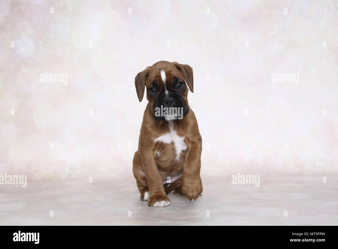 German Boxer. Puppy (7 weeks old) sitting. Studio picture. Germany ...