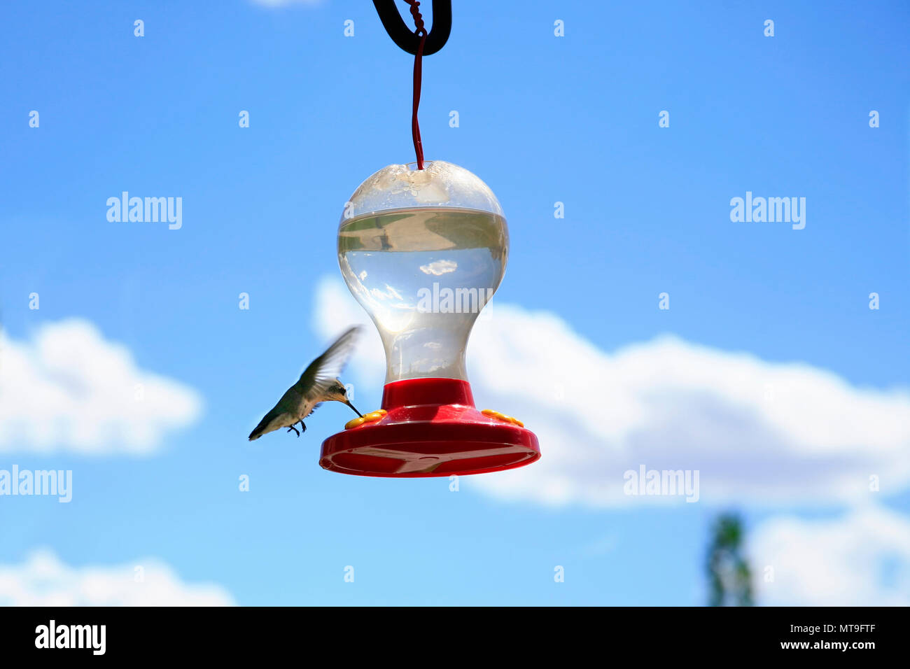 Hummingbird on the blue sky Stock Photo - Alamy