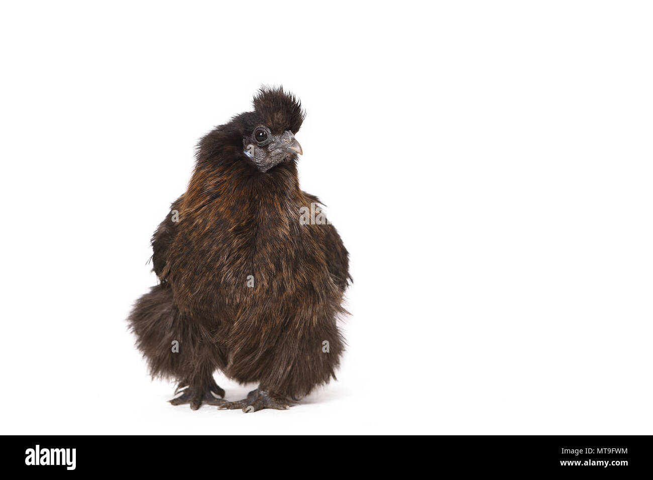 Chicken With Its Head Cut Off Clipart