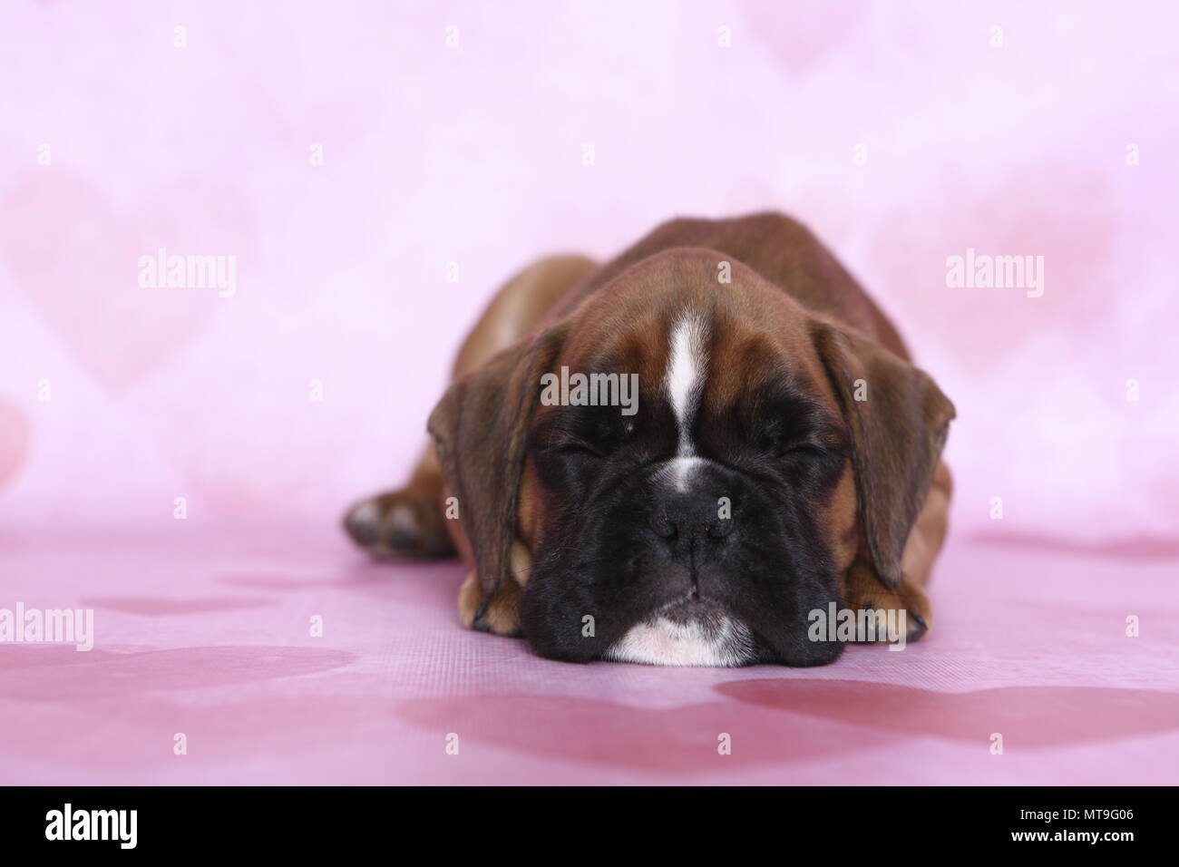 German Boxer. Puppy (7 weeks old) sleeping. Studio picture seen against ...
