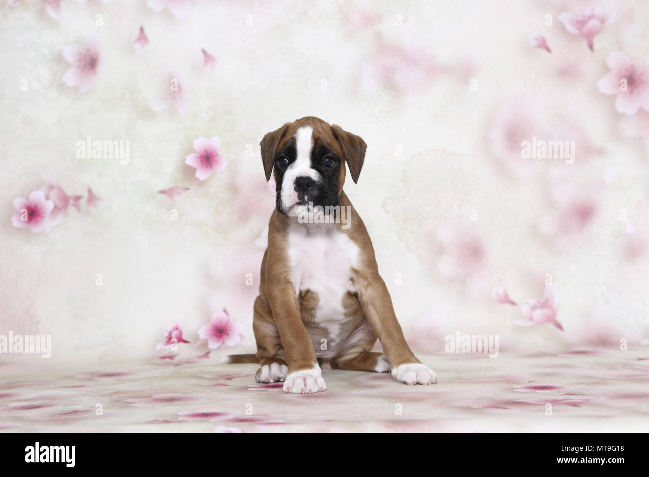 German Boxer. Puppy (7 weeks old) sitting. Studio picture seen against ...
