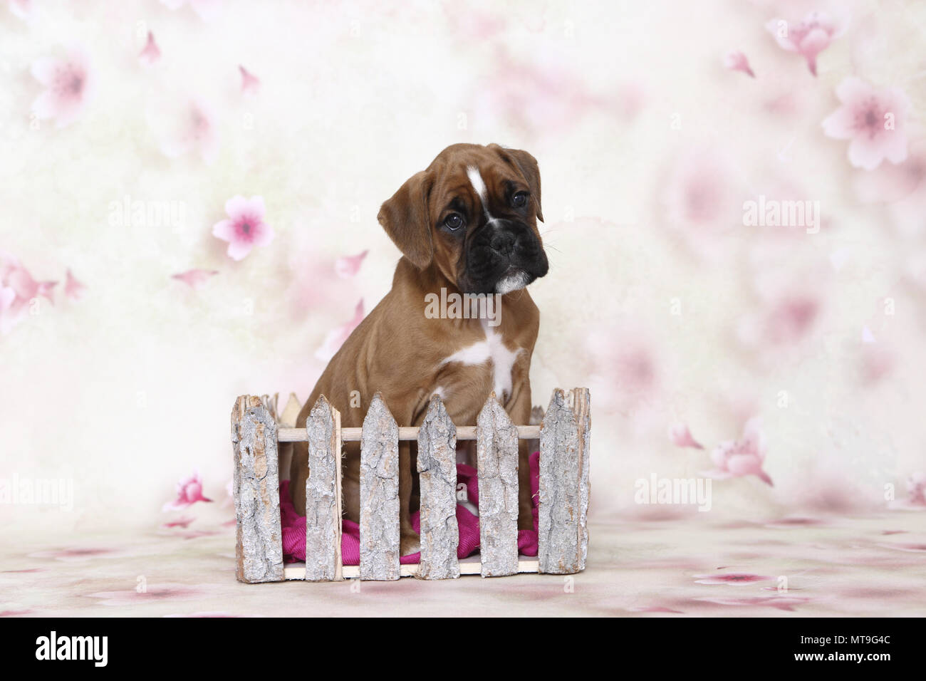 German Boxer. Puppy (7 weeks old) sitting behind a small fence Studio ...