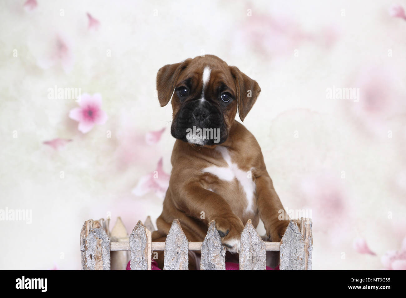 German Boxer. Puppy (7 weeks old) sitting behind a small fence Studio ...