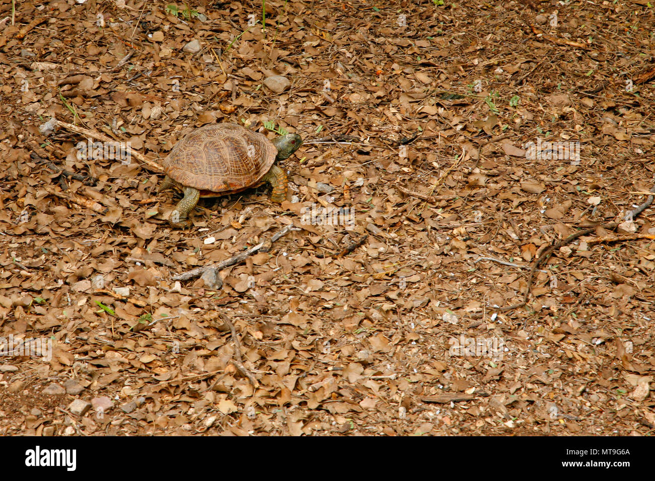 Dome shaped tortoise hi-res stock photography and images - Alamy