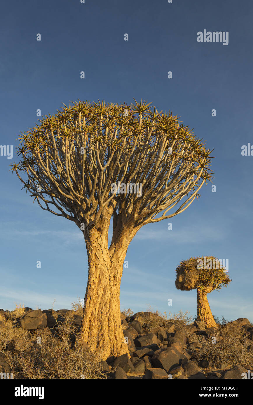 Quiver tree (Aloe dichotoma). Formerly the hollowed out branches of ...
