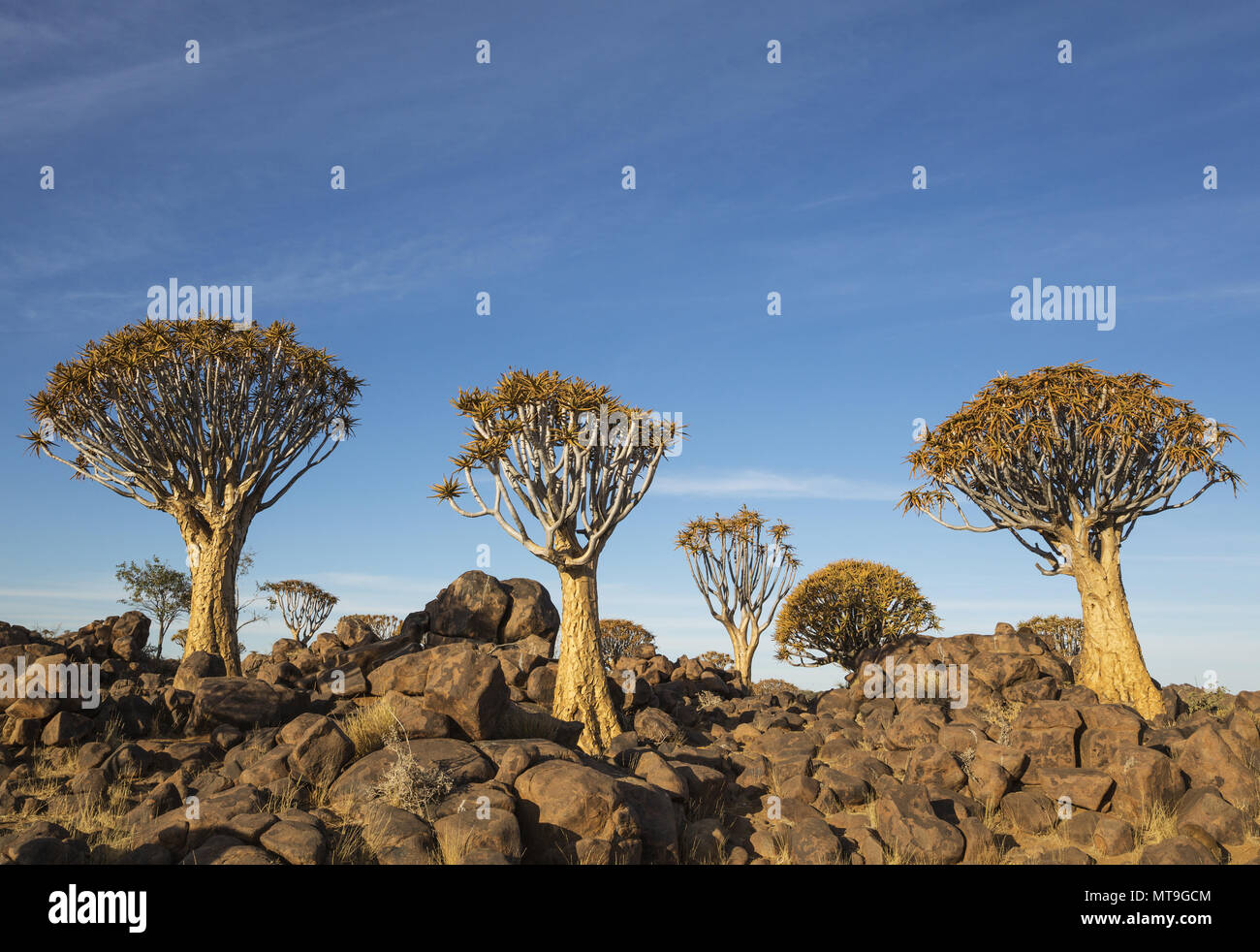 Quiver tree (Aloe dichotoma). Formerly the hollowed out branches of ...