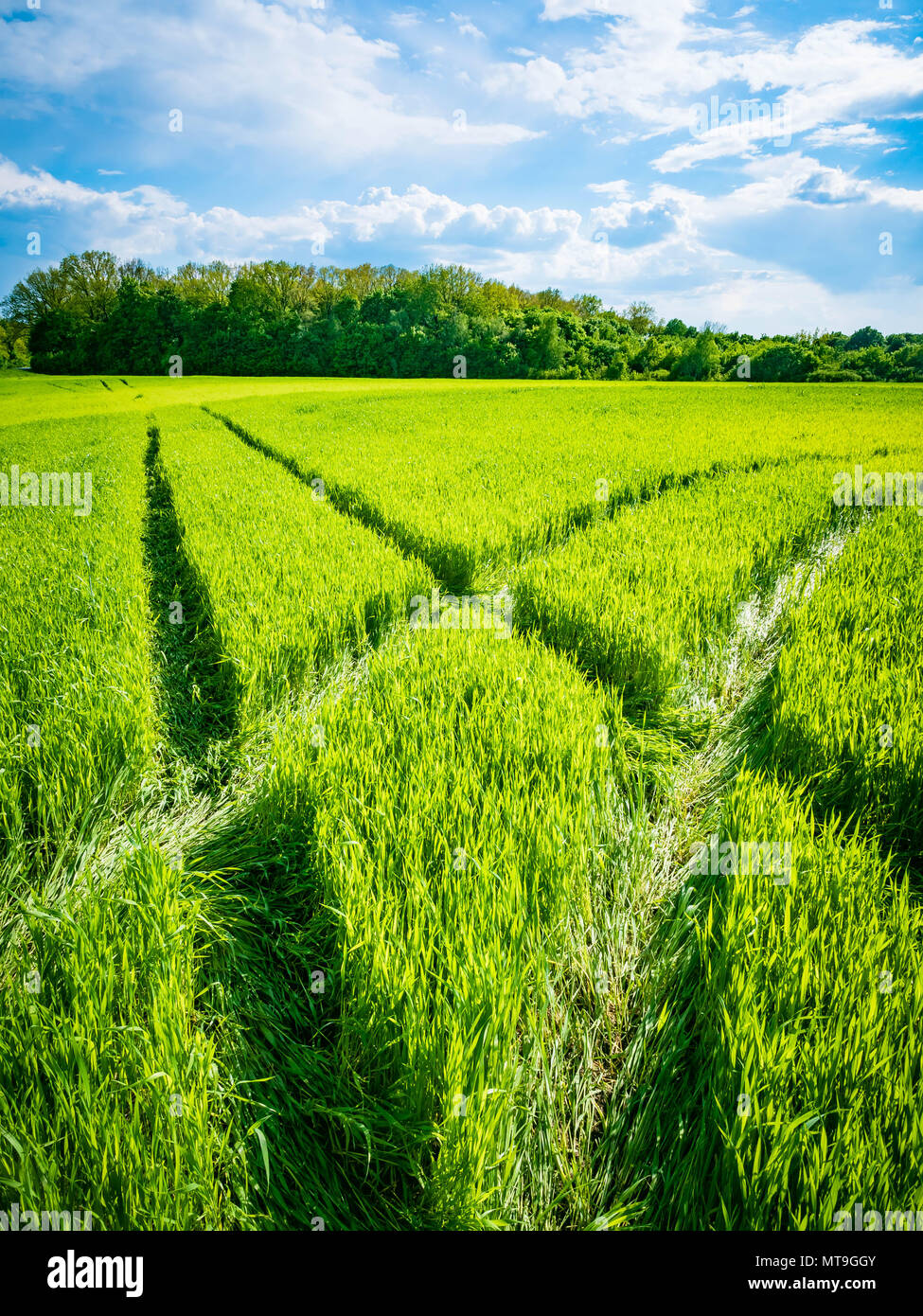 Green wheat field. Road in a green field of wheat. Traces of ...