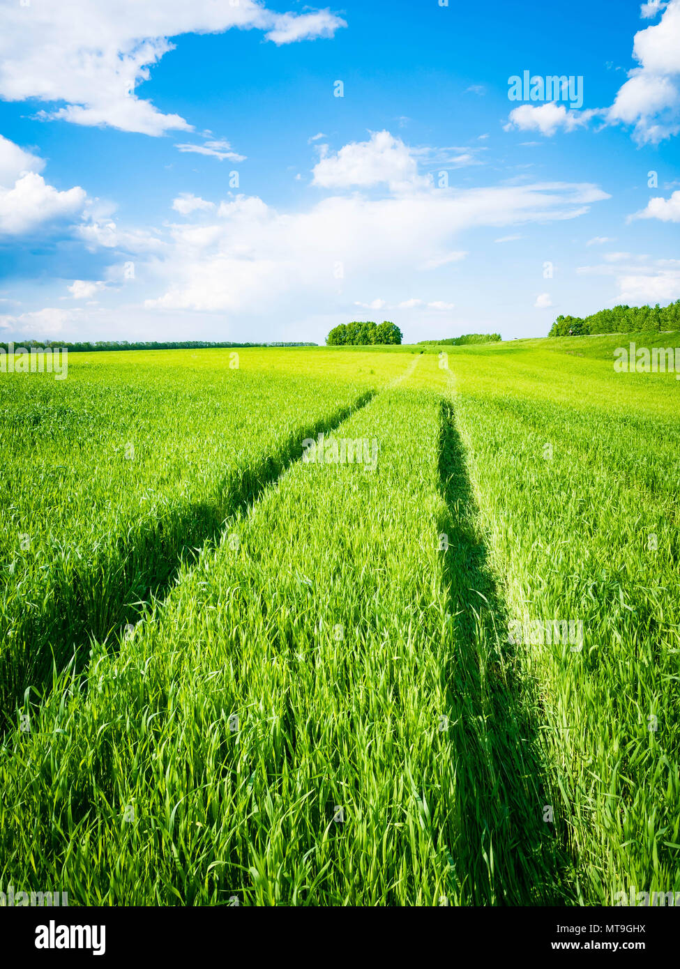 Green wheat field. Road in a green field of wheat. Traces of ...