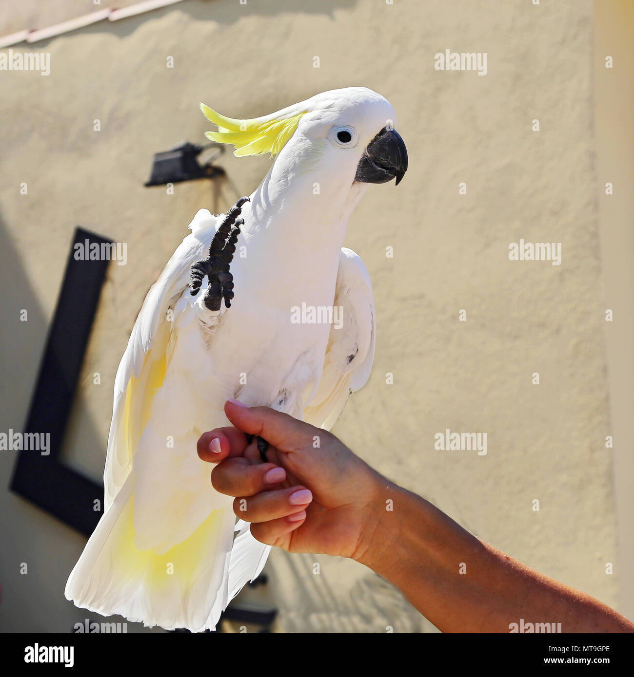 Cute cockatoo hi-res stock photography and images - Alamy