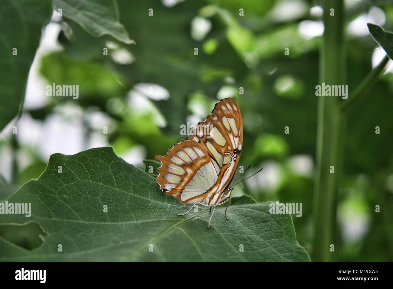 Common Wanderer Butterfly resting on a leaf Stock Photo - Alamy
